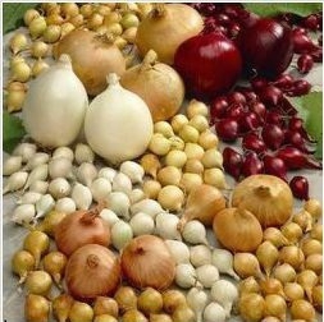 Sprzedam: Cebula dymka import Holandia STURON,SETTON, CENTURION ...